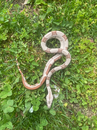 Hypo Jungle 66% Het Kahl Boa Constrictor by Uncle Tony's Reptile Shack