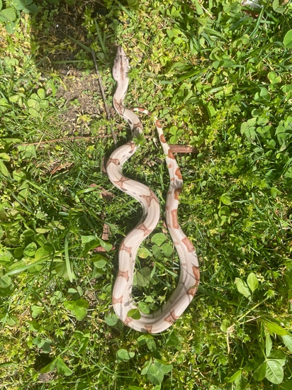 Super Hypo Jungle 66% Het Kahl Boa Constrictor by Uncle Tony's Reptile Shack