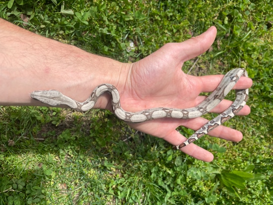 Male Boa Constrictor by Uncle Tony's Reptile Shack