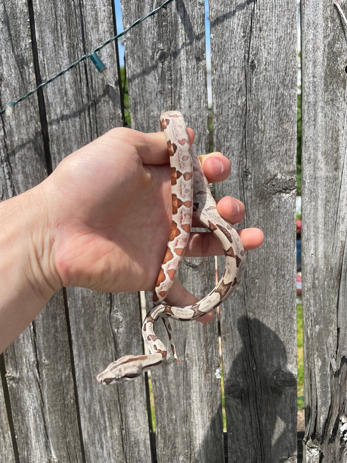 Hypo Jungle 66% Het Kahl Boa Constrictor by Uncle Tony's Reptile Shack - MorphMarket