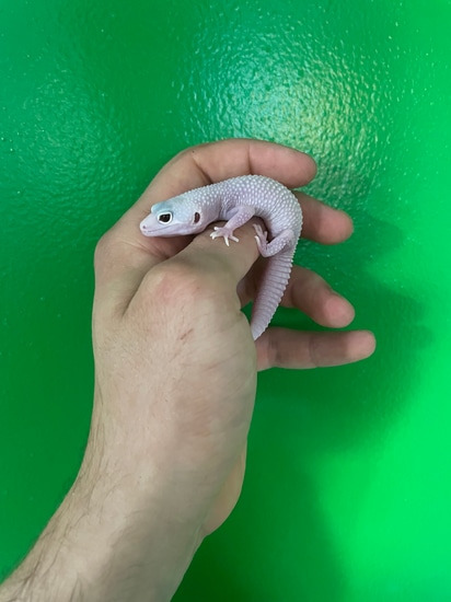 Diablo Blanco Leopard Gecko by Uncle Tony's Reptile Shack