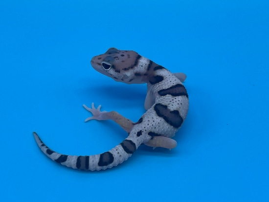 Jungle Mack Snow Leopard Gecko by Uncle Tony's Reptile Shack
