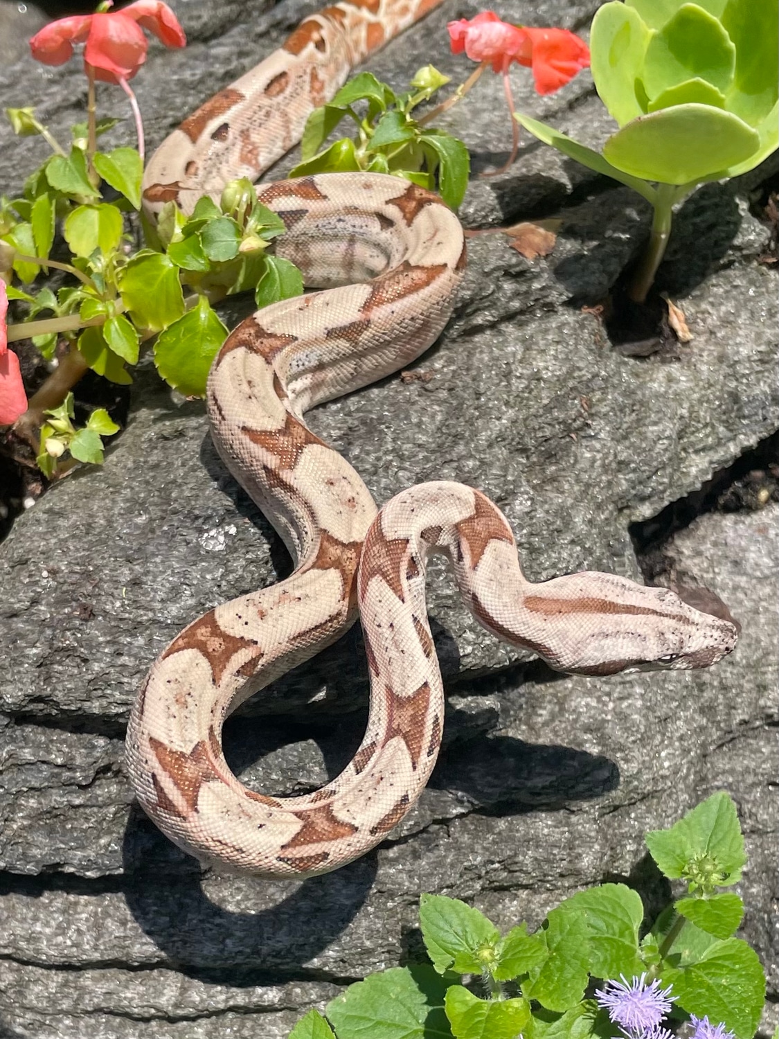 Hypo Jungle Boa Constrictor by Uncle Tony's Reptile Shack - MorphMarket