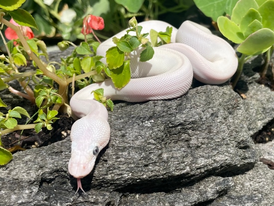 Blue Eyed Lucy Ball Python by Uncle Tony's Reptile Shack