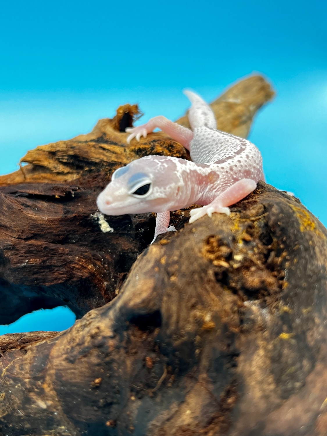 Murphy’s Macks Snow Leopard Gecko by Uncle Tony's Reptile Shack ...