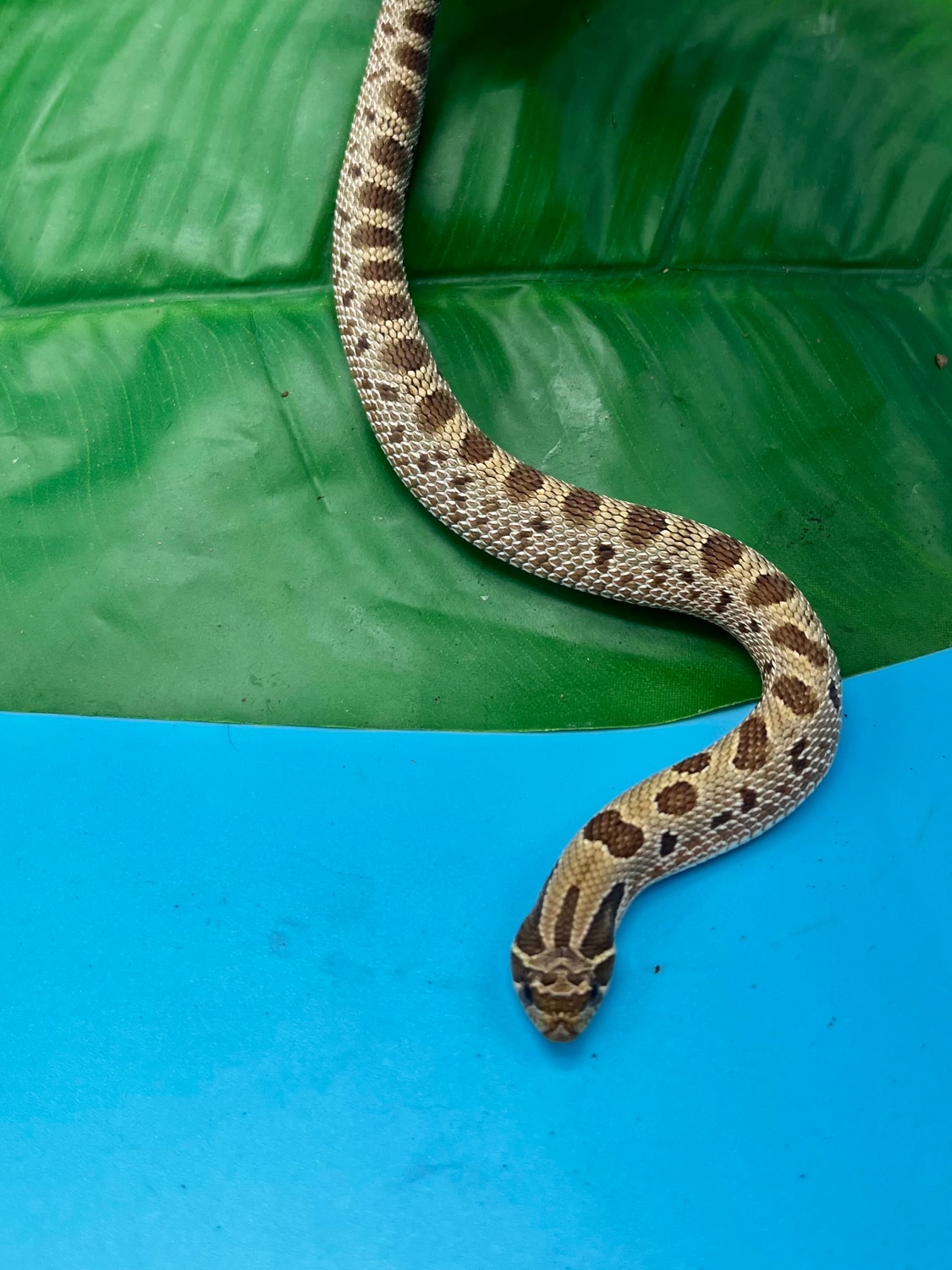 Conda Het Albino Western Hognose by Uncle Tony's Reptile Shack ...