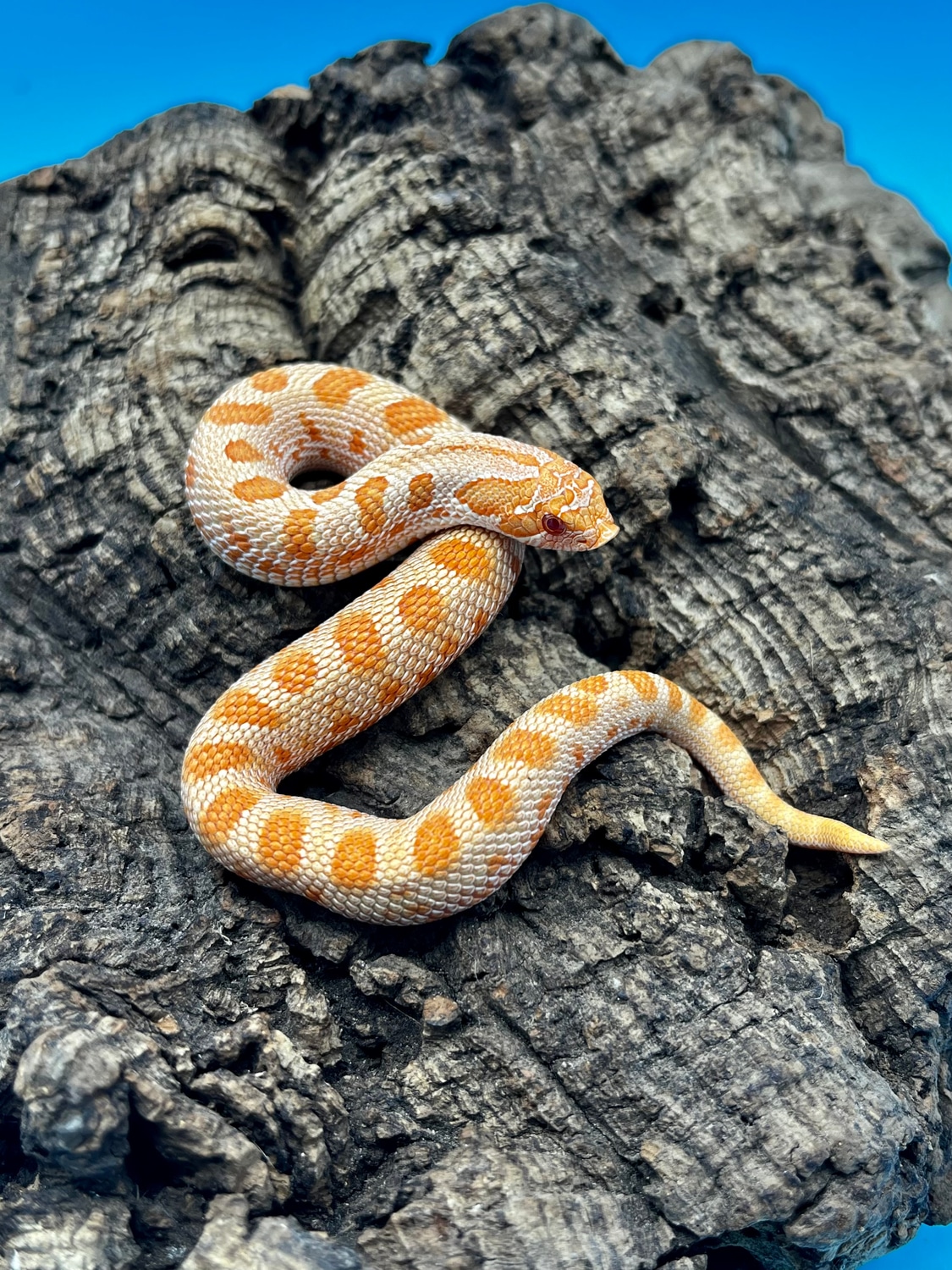 Albino Conda Western Hognose by Uncle Tony's Reptile Shack - MorphMarket