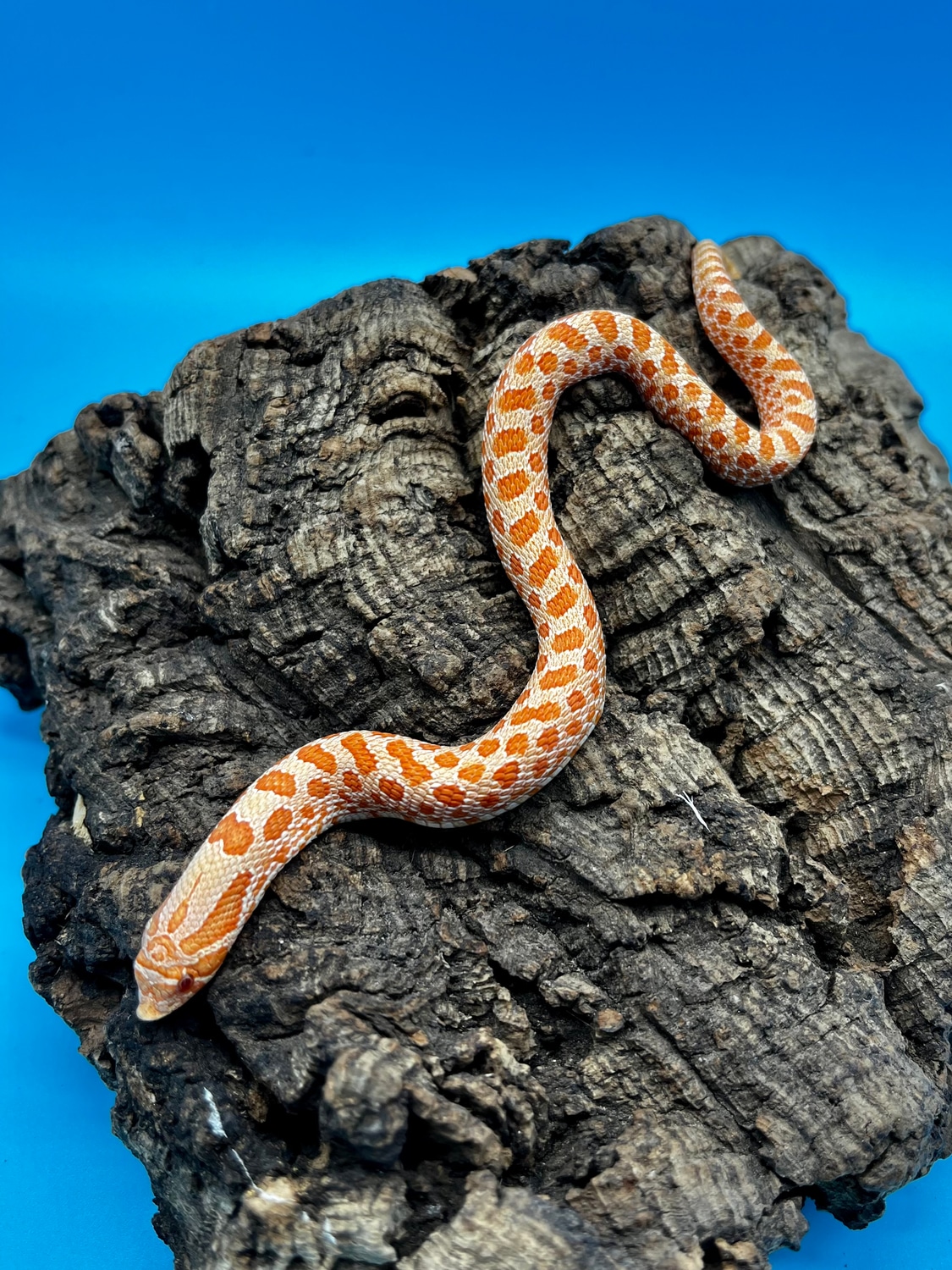 Albino Western Hognose by Uncle Tony's Reptile Shack - MorphMarket
