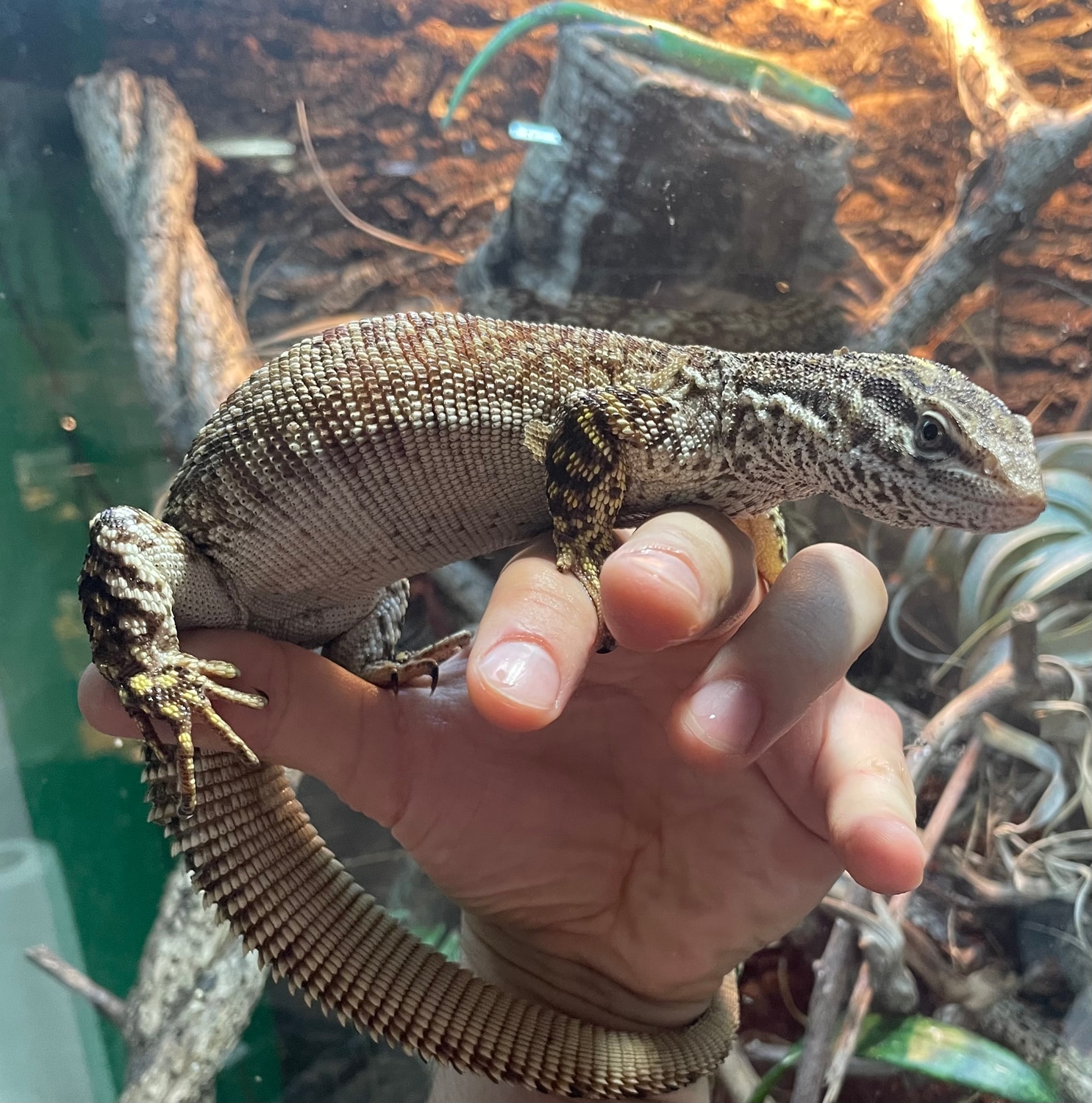 Ackie Monitor Spiny-Tailed Monitor by Uncle Tony's Reptile Shack ...