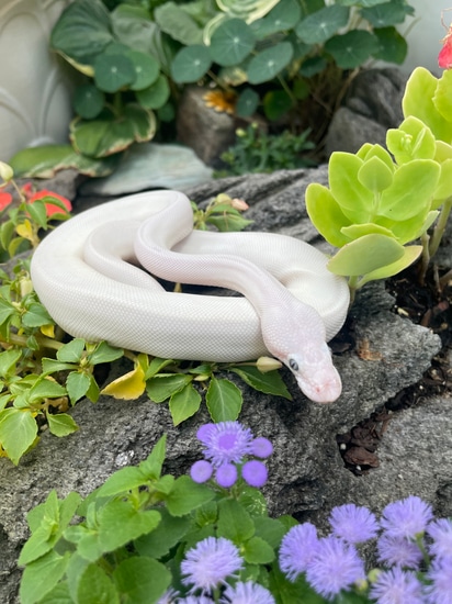 Blue Eyed Lucy Ball Python by Uncle Tony's Reptile Shack