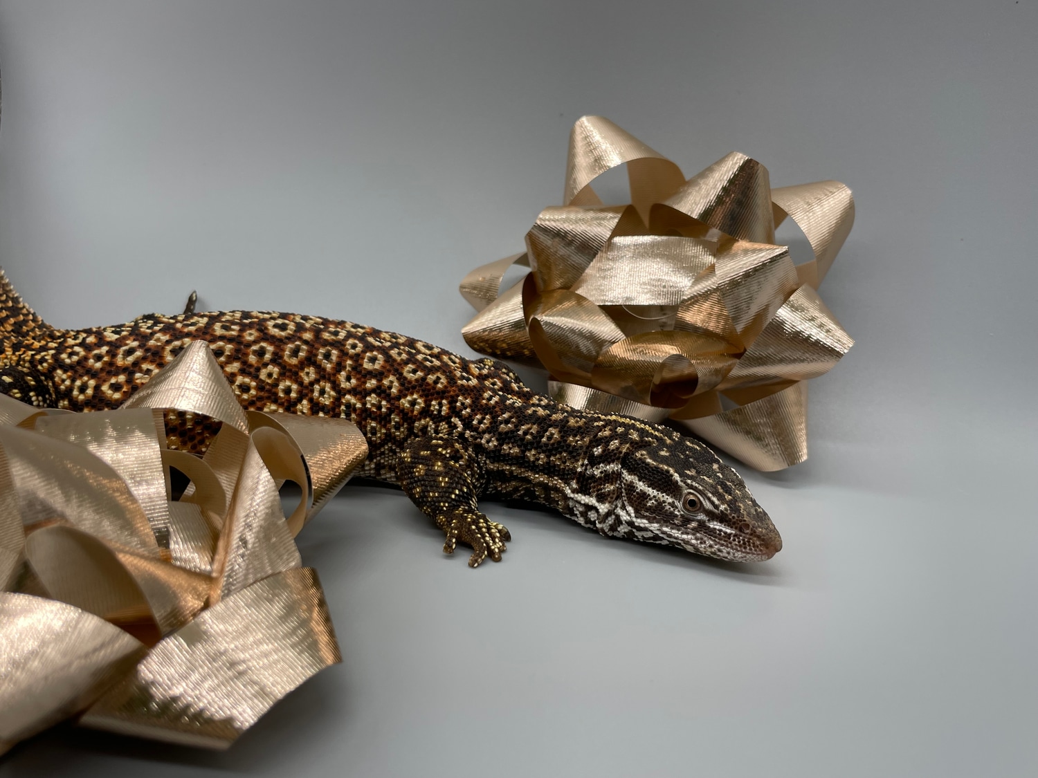 Red Ackie Monitor Spiny-Tailed Monitor by Uncle Tony's Reptile Shack ...