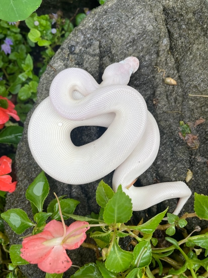 Blue Eyed Lucy Ball Python by Uncle Tony's Reptile Shack
