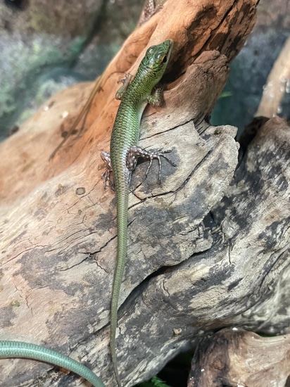 CBB Emerald Tree Skink More Skink by Uncle Tony's Reptile Shack