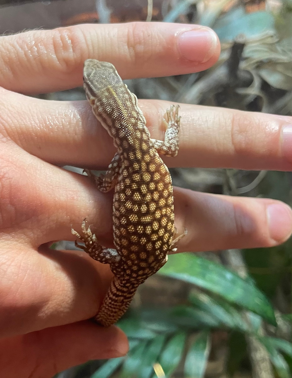 Red Ackie Monitor by Uncle Tony's Reptile Shack - MorphMarket