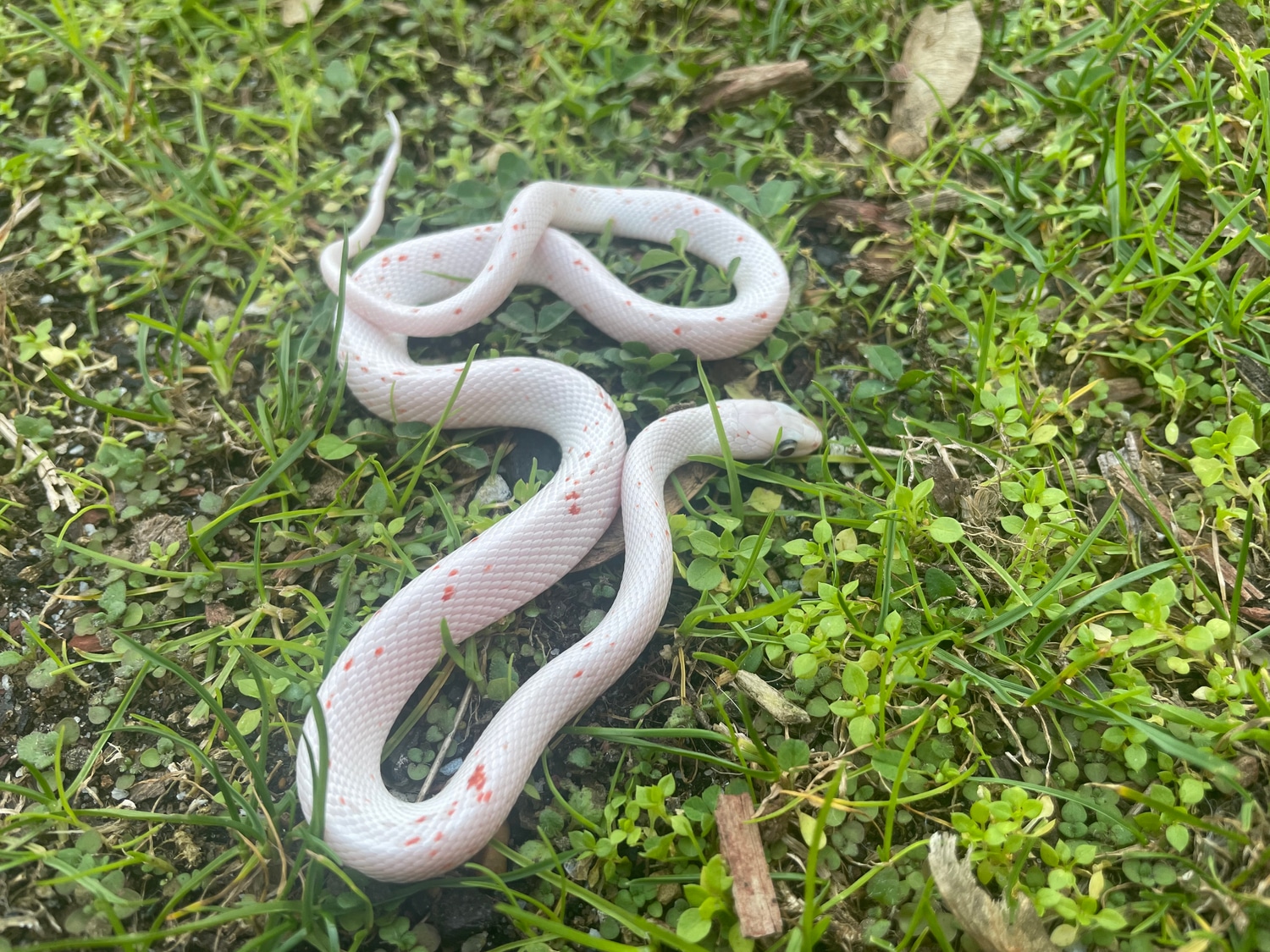 Palmetto Het Albino Corn Snake by Uncle Tony's Reptile Shack - MorphMarket