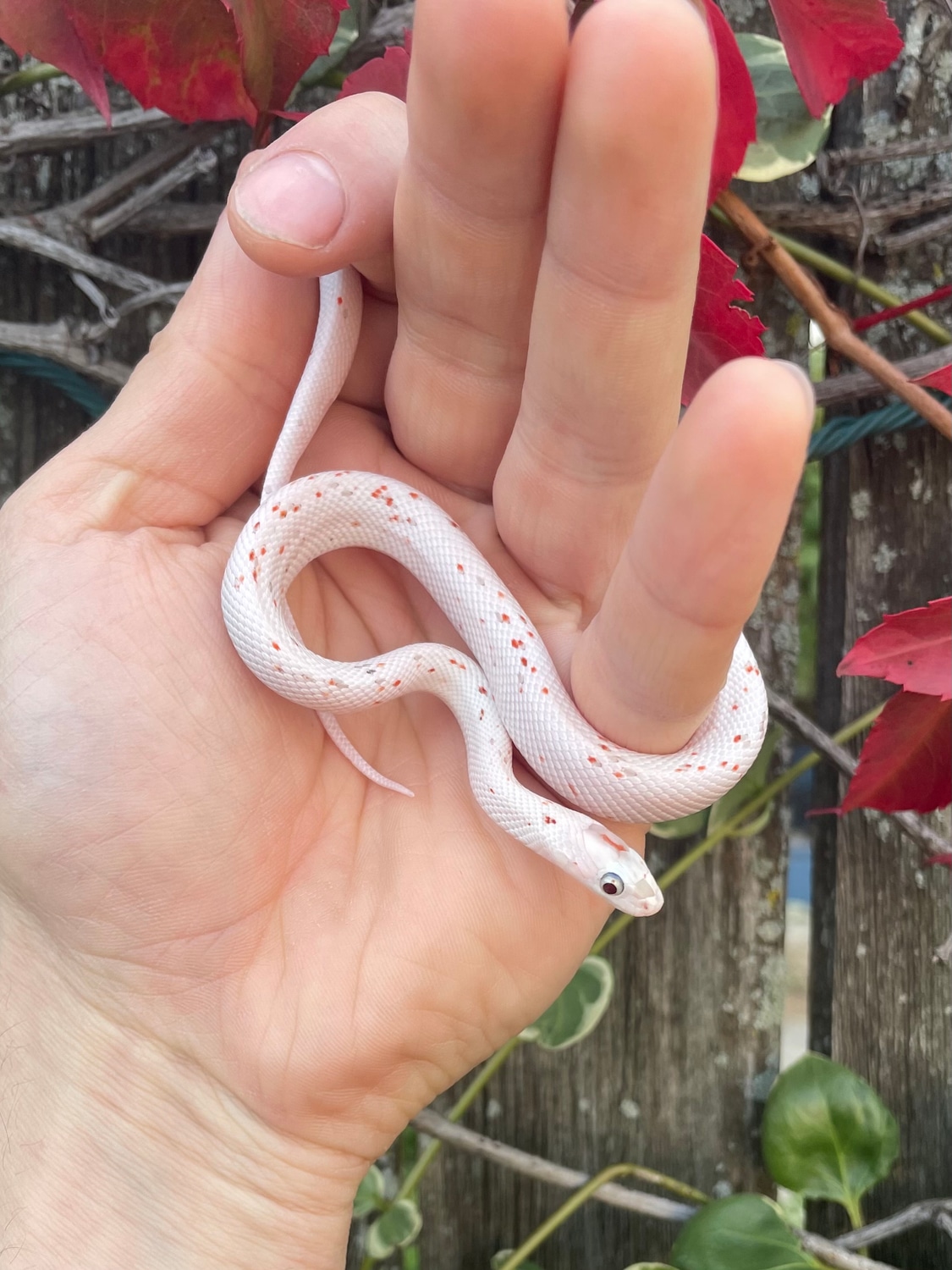 Palmetto Corn Snake (Minor Tail Kink) by Uncle Tony's Reptile Shack ...
