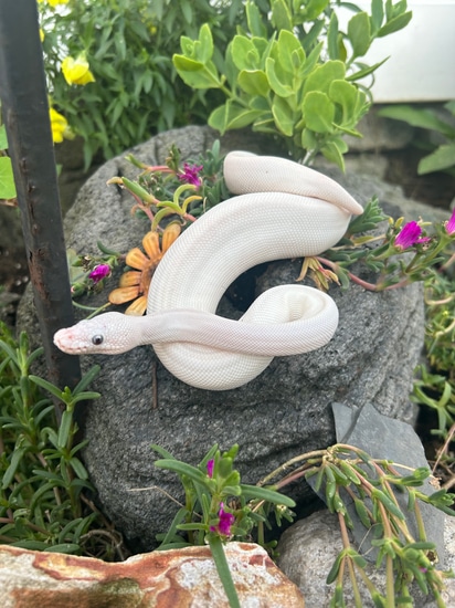 Blue Eyed Lucy Ball Python by Uncle Tony's Reptile Shack