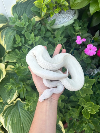 Blue Eyed Lucy Ball Python by Uncle Tony's Reptile Shack