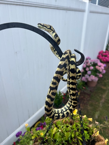 Jungle Carpet Python by Uncle Tony's Reptile Shack
