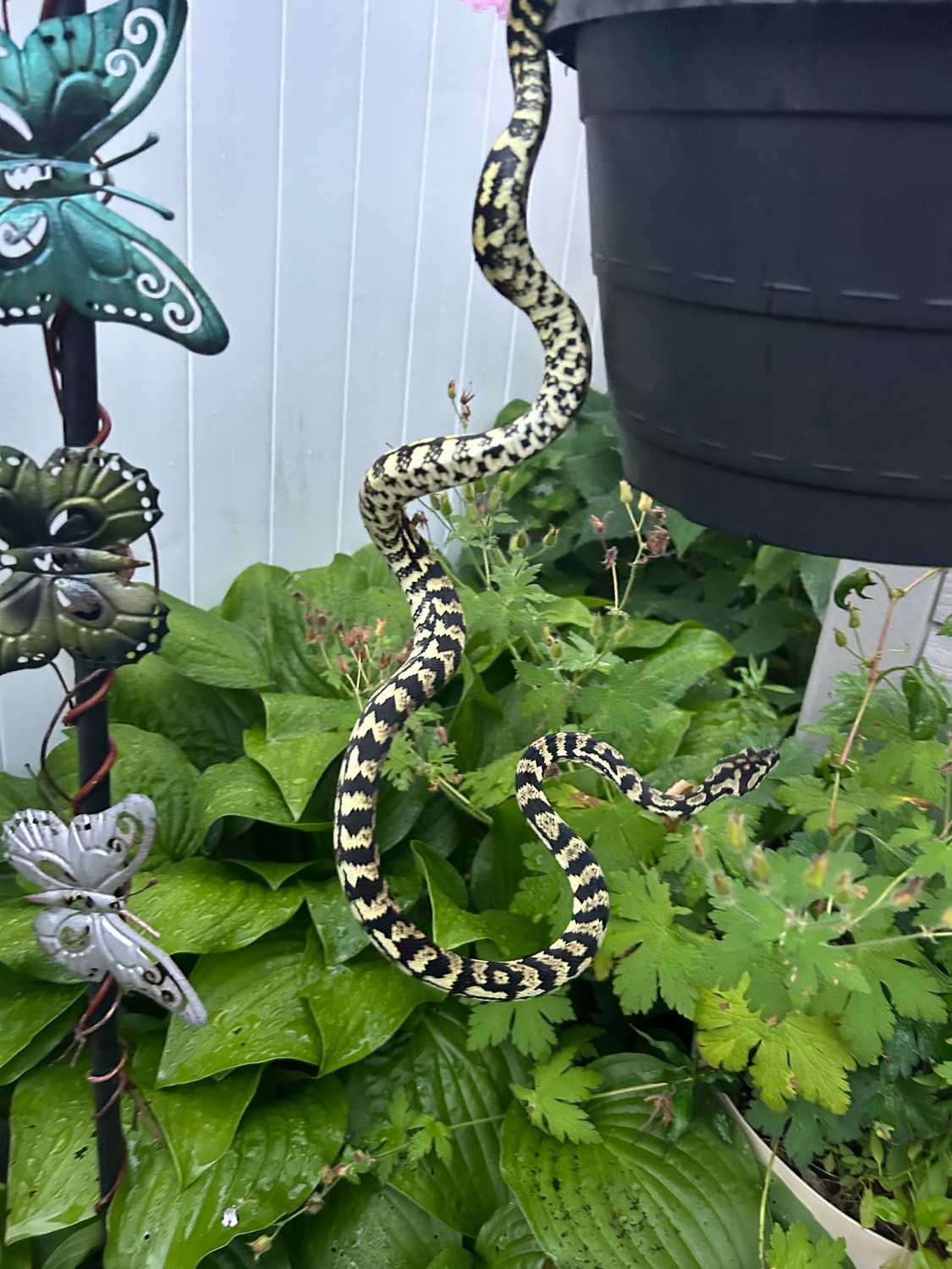 Uncle Tony's Reptile Shack's Collection - MorphMarket