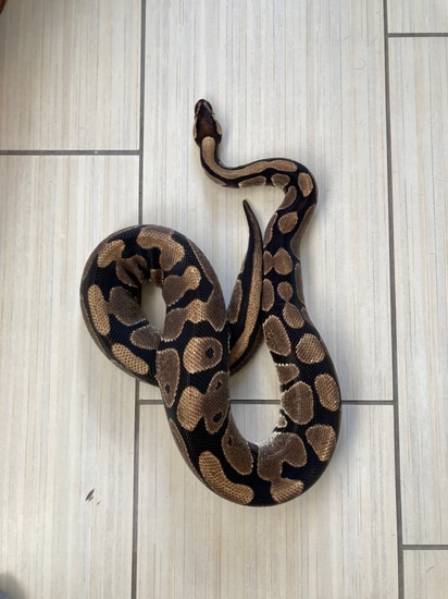 Normal RTB Ball Python by Uncle Tony's Reptile Shack
