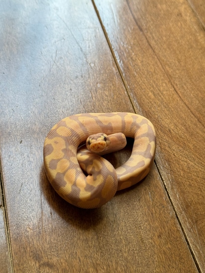 Banana Pastel Het G-stripe Ball Python by Uncle Tony's Reptile Shack