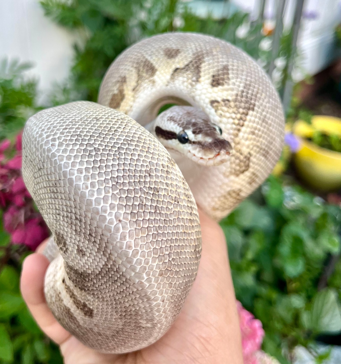 Leopard Black-Pastel Mojave Pastel Vanilla