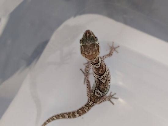 Pictus Gecko More Gecko by Unholy Trinity Reptiles