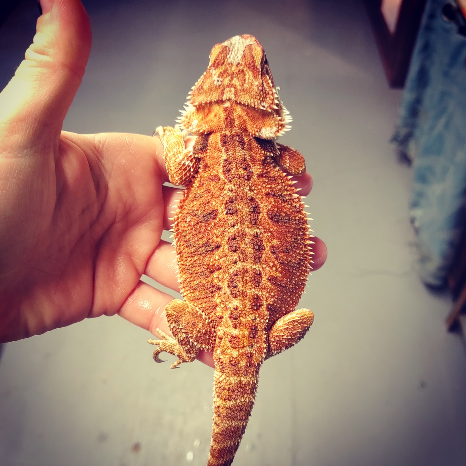 Red Het Hypo/trans Central Bearded Dragon by Unicorns and Dragons ...
