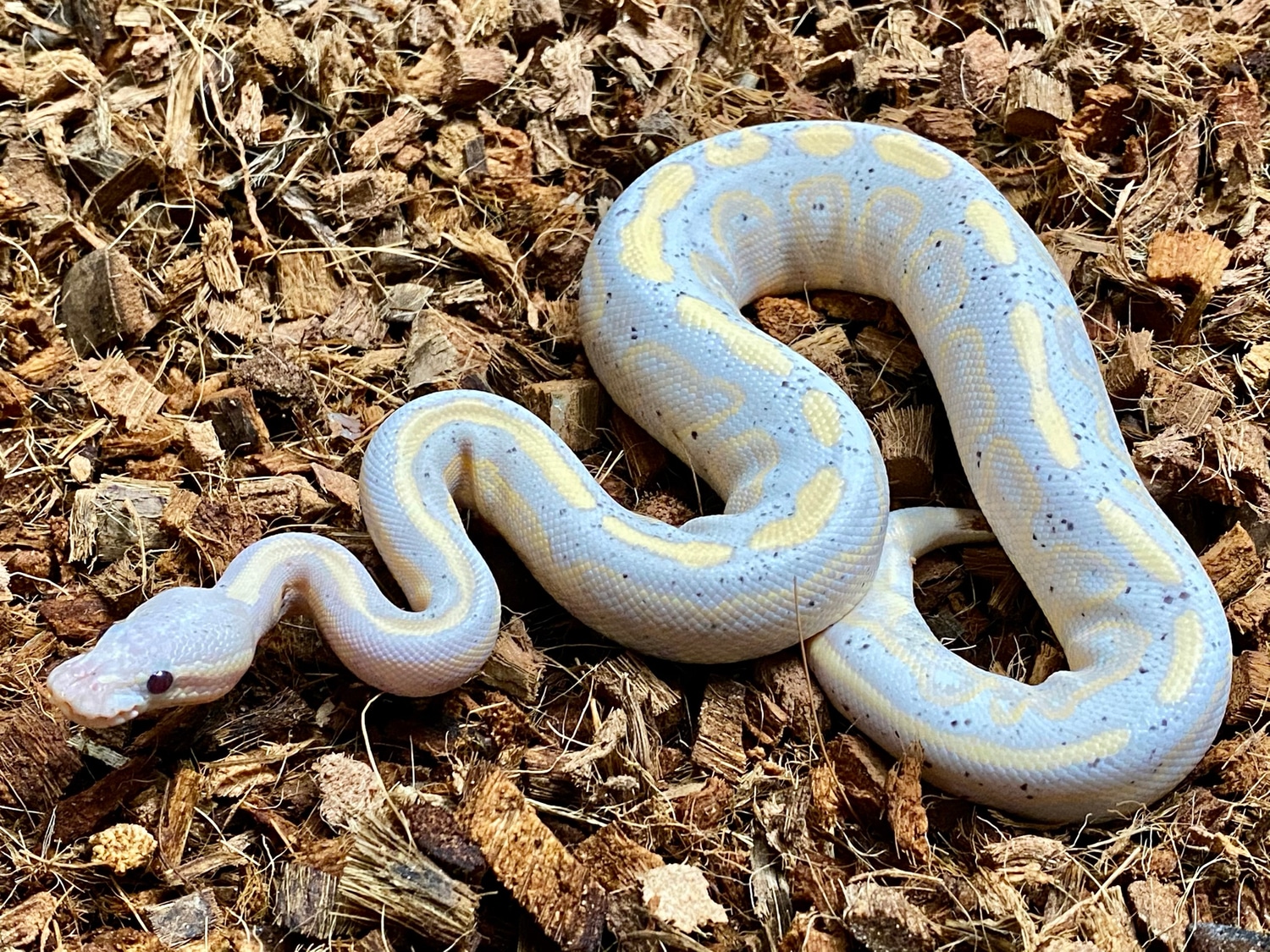 Banana Orange Dream Fire Black Pastel Ball Python by R3da Reptiles ...