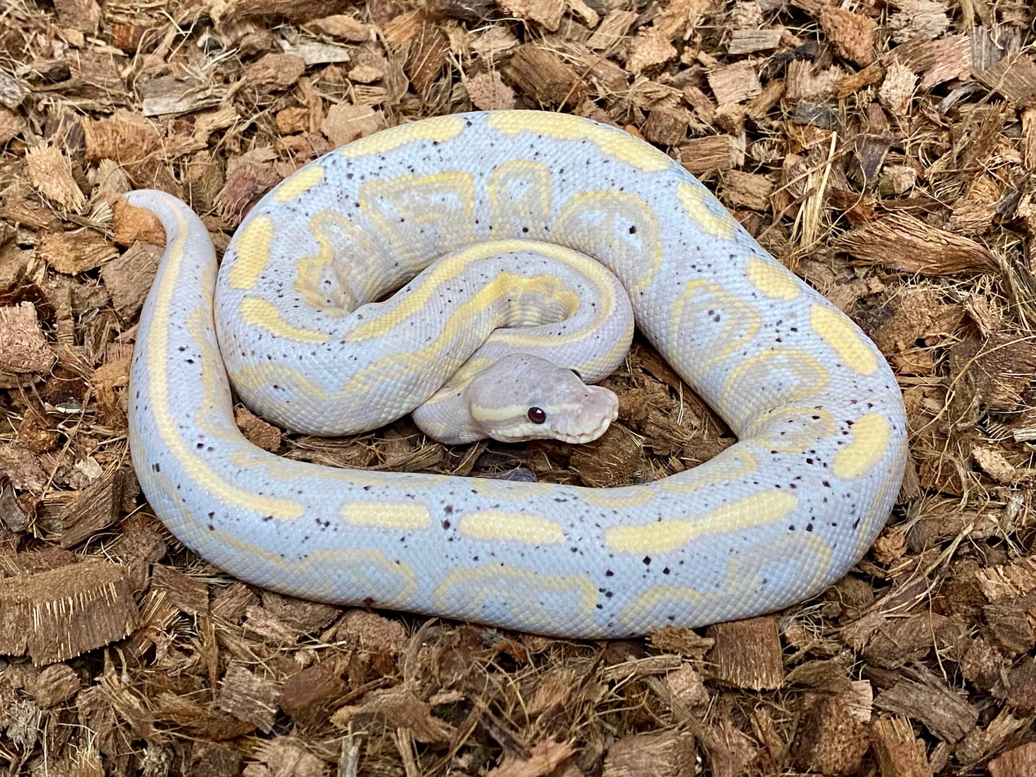 Banana Orange Dream Fire Black Pastel Ball Python by R3da Reptiles ...