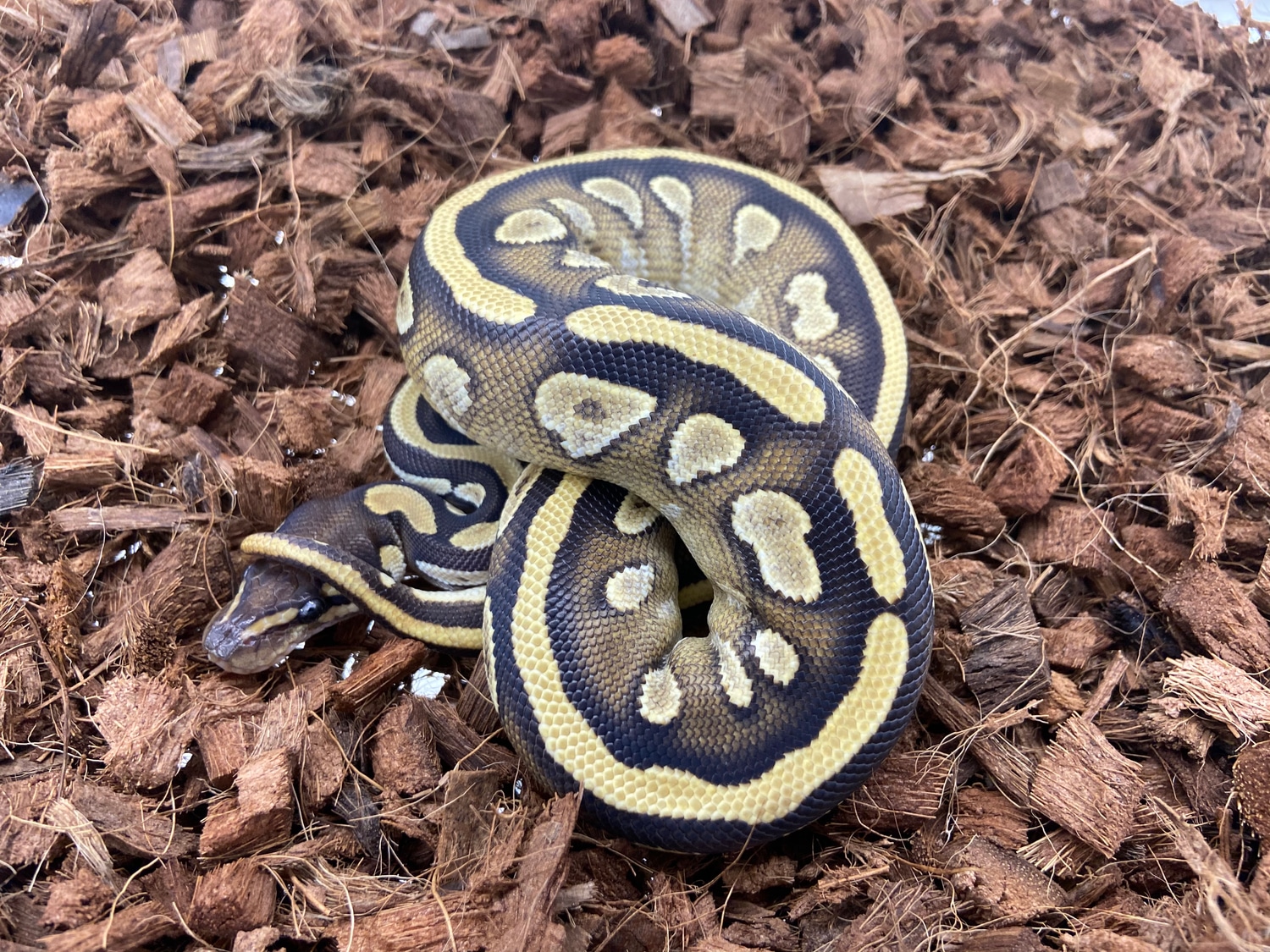 Lesser Gene-X 100% Het Pied Ball Python by United Reptiles - MorphMarket