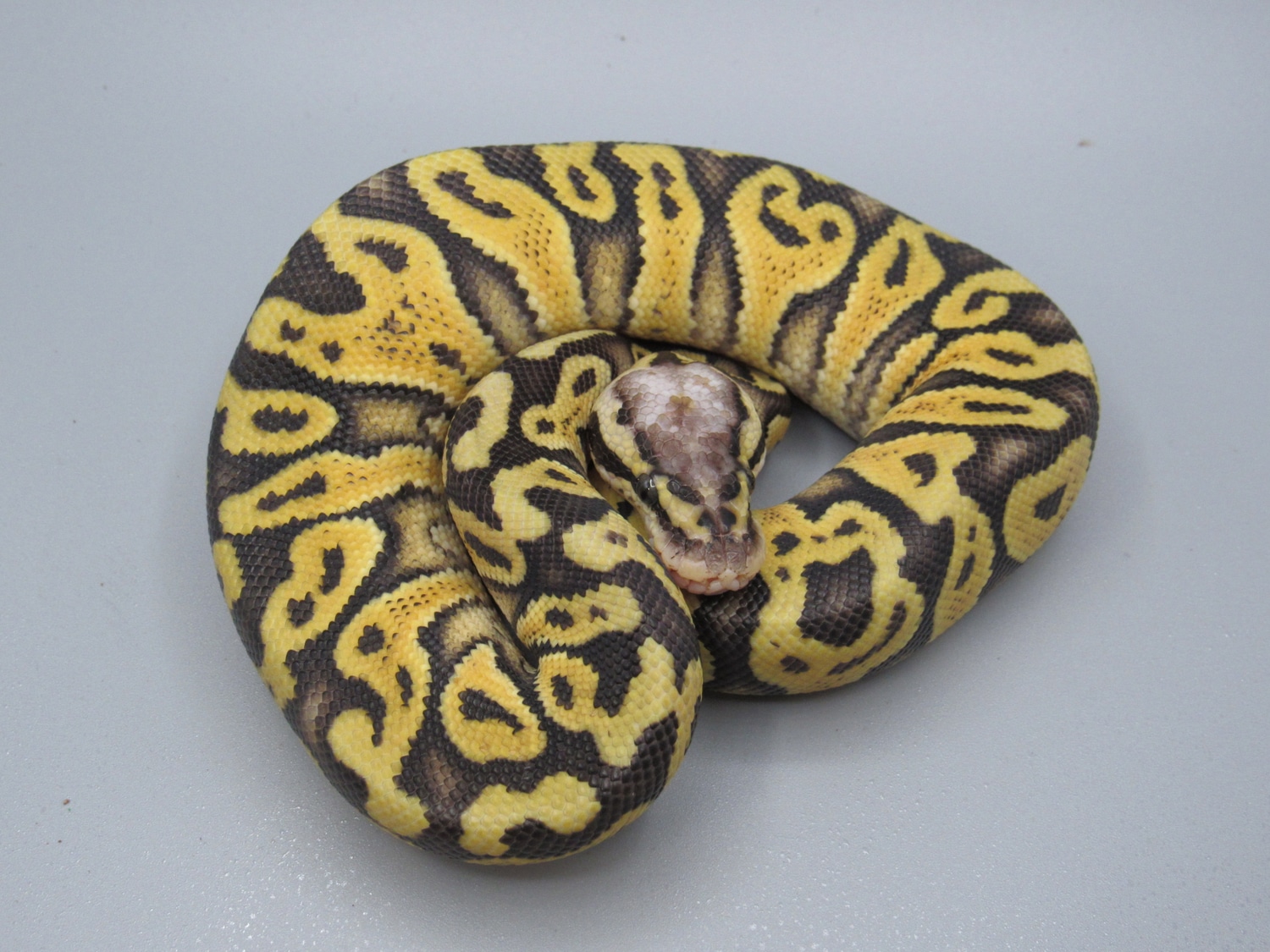 Super Pastel Special Ball Python by United Reptiles - MorphMarket