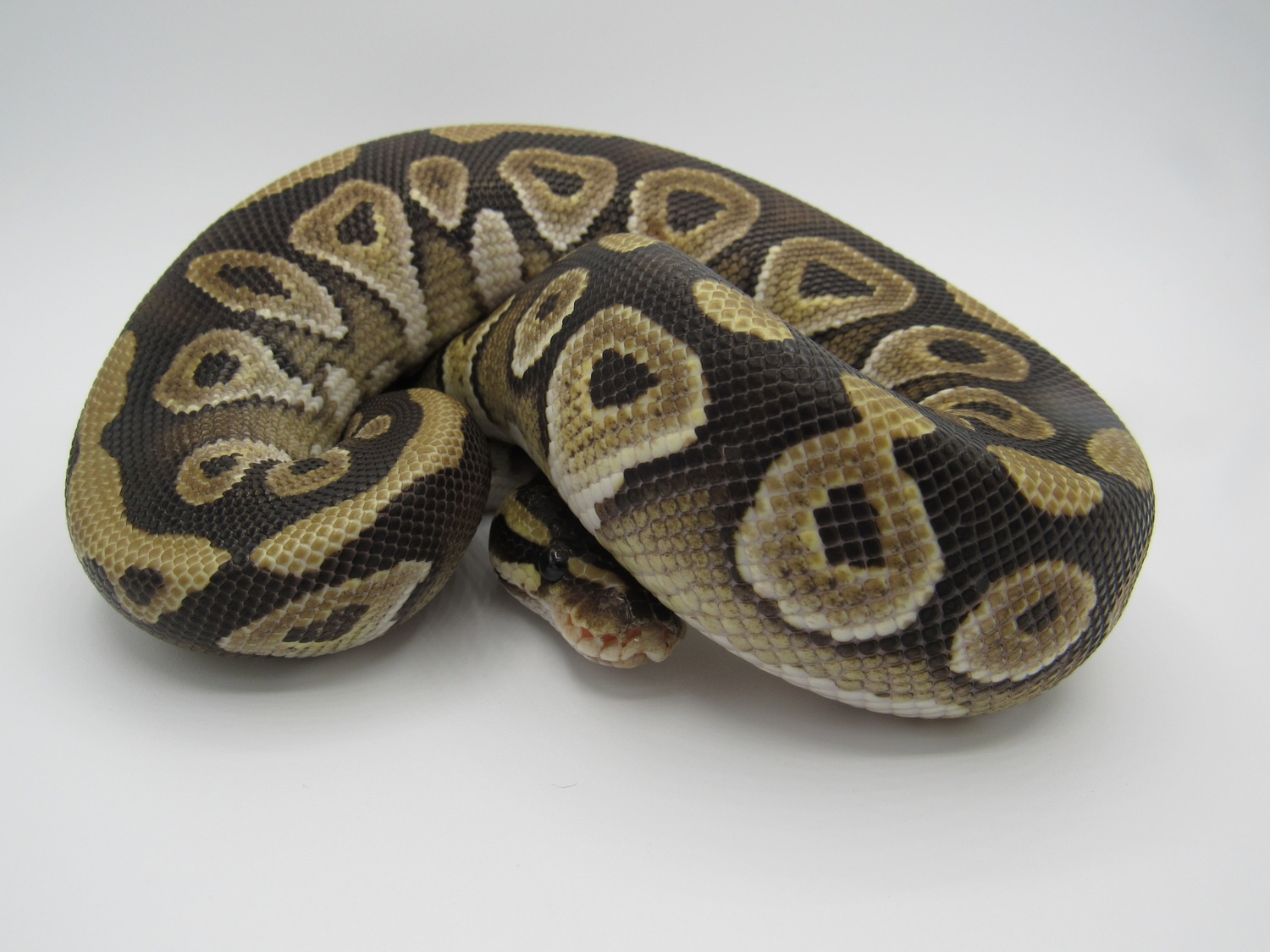 Mojave Het Pied Ball Python by United Reptiles - MorphMarket