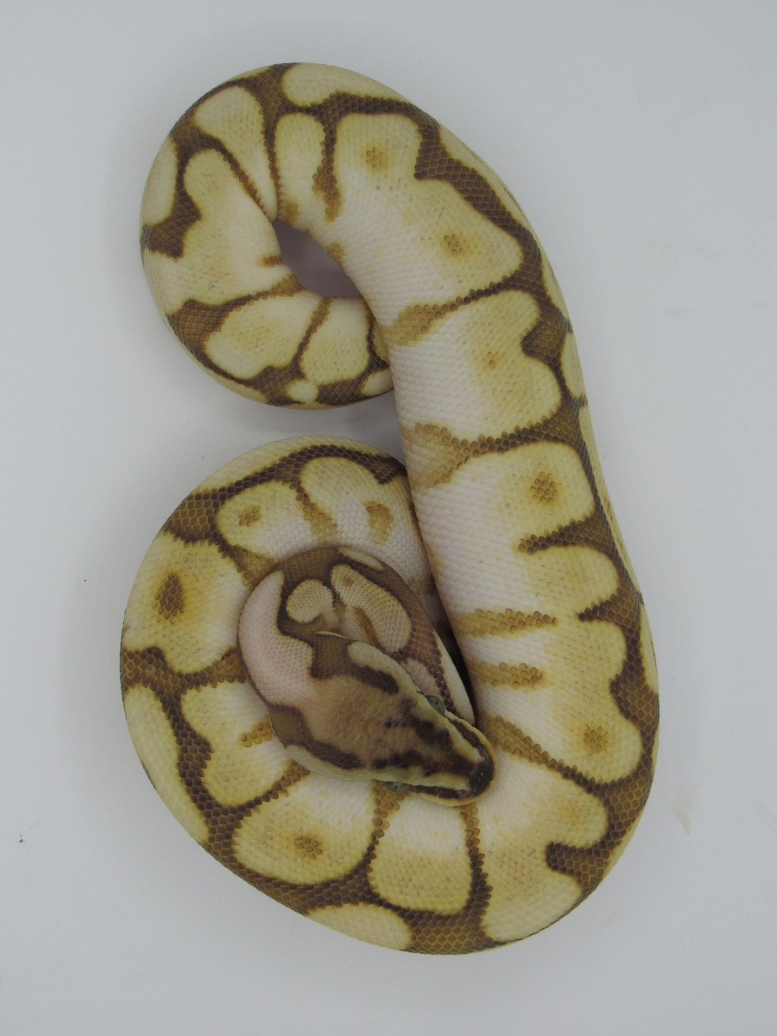 Pastel Enchi Yellow Belly Leopard Ball Python by United Reptiles ...