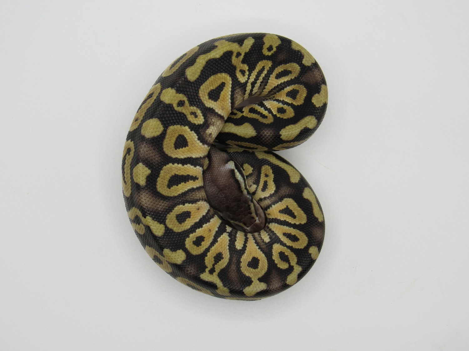Pastel Mystic Ball Python by United Reptiles - MorphMarket