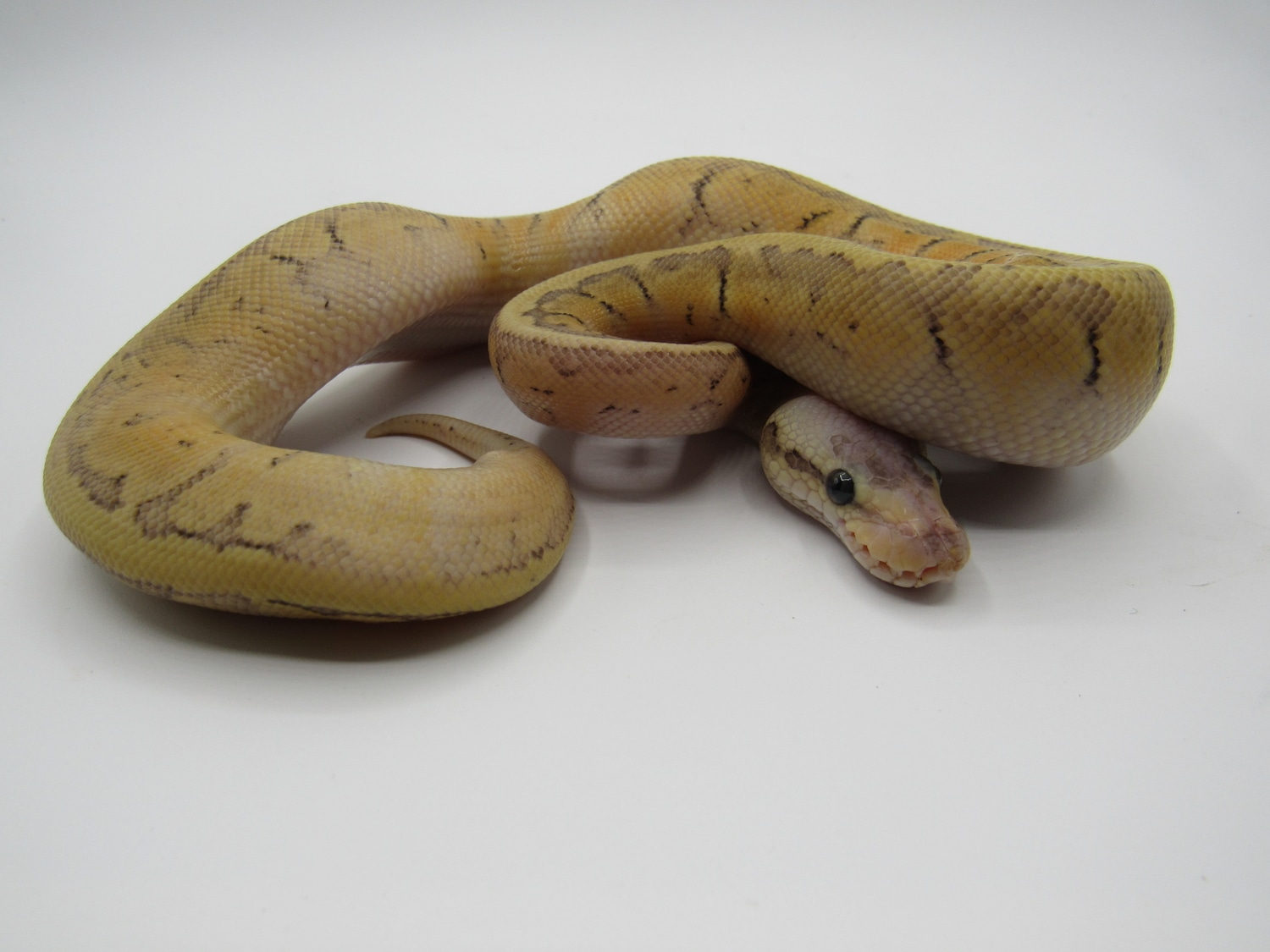 Super Pastel Fire Pinstripe Ball Python by United Reptiles - MorphMarket