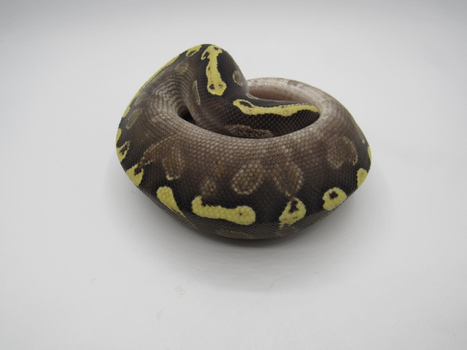 Ghi Mojave Yellow Belly Het Hypo Ball Python by United Reptiles ...
