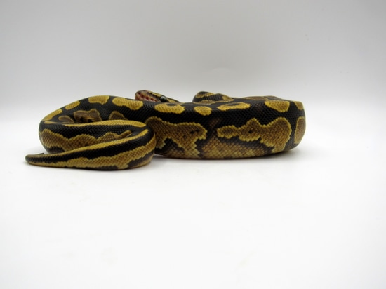 Xtreme Gene Het Pied (Probably Pied) Ball Python by United Reptiles