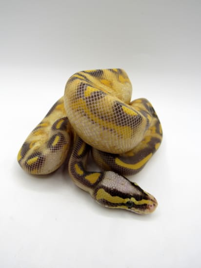 Pastel Mohave Highway Ball Python by United Reptiles