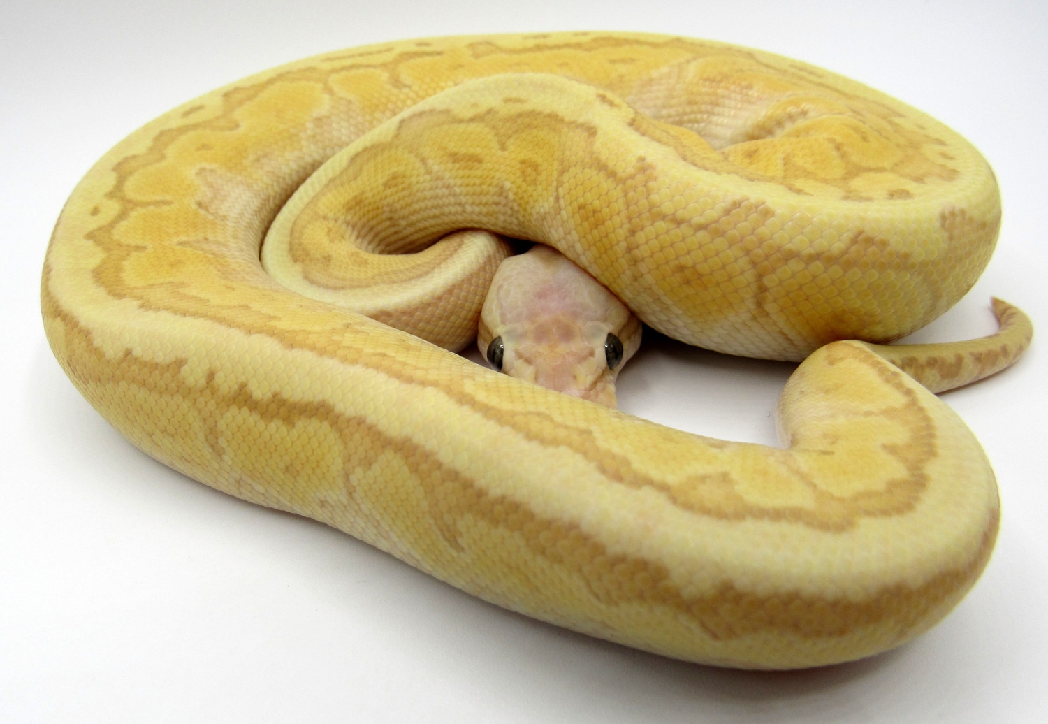 Super Pastel Mojave Coral Glow Pinstripe Ball Python by United Reptiles ...