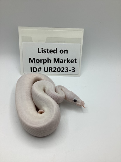 Super Lesser Pastel Genetic Stripe Ball Python by United Reptiles