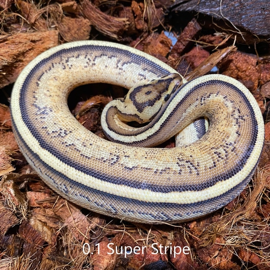 Female Super Stripe Ball Python by United Reptiles