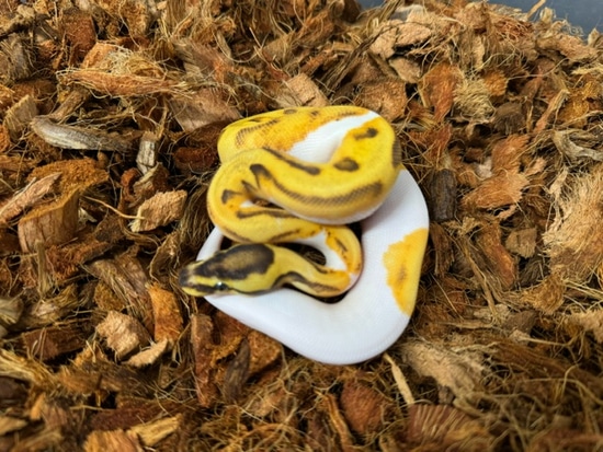 Orange Dream Enchi Fire Piebald Ball Python by United Reptiles
