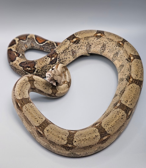 Fire Boa Constrictor by United Reptiles