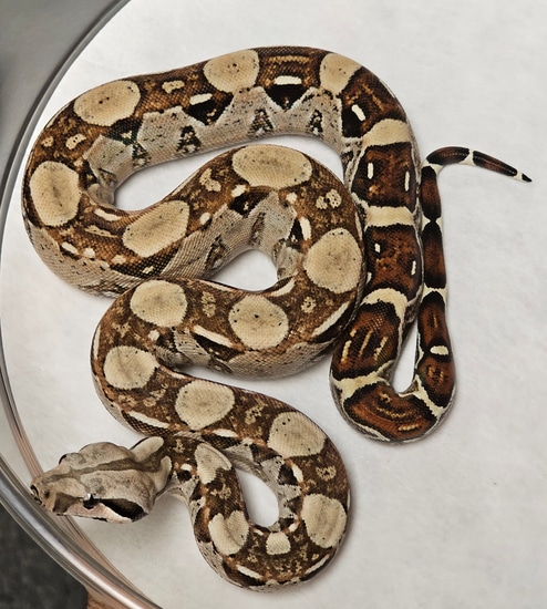 Normal 66% Silver Bullet Boa Constrictor by United Reptiles