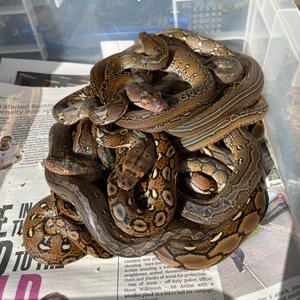 Elite Retics - MorphMarket