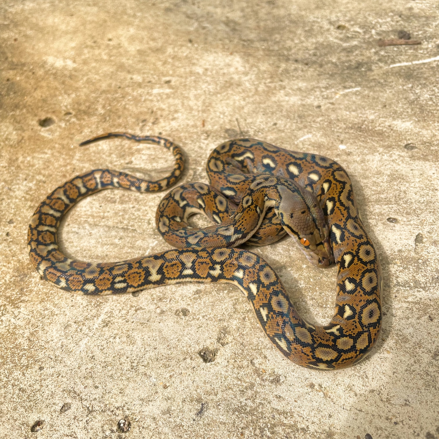 Aztec Poss Het Genetic Stripe Reticulated Python by Elite Retics ...