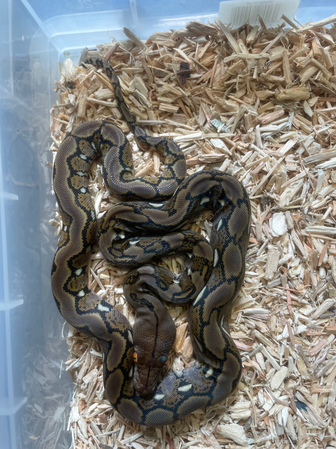 Normal Reticulated Python by Elite Retics - MorphMarket