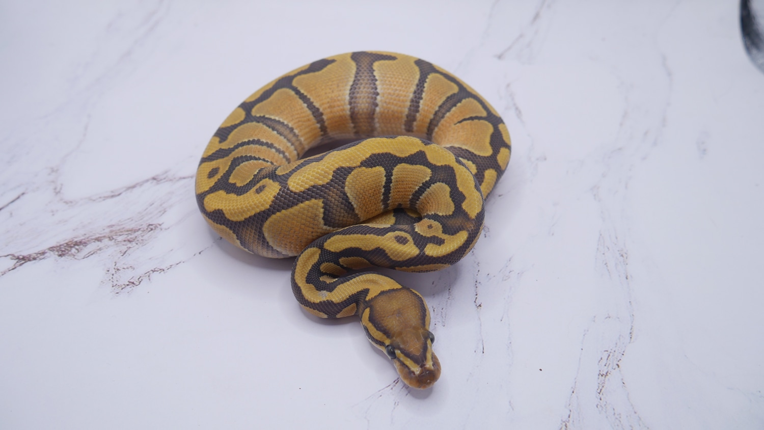 Enchi Hypo Het Pied Ball Python by Unlikely Morphs - MorphMarket